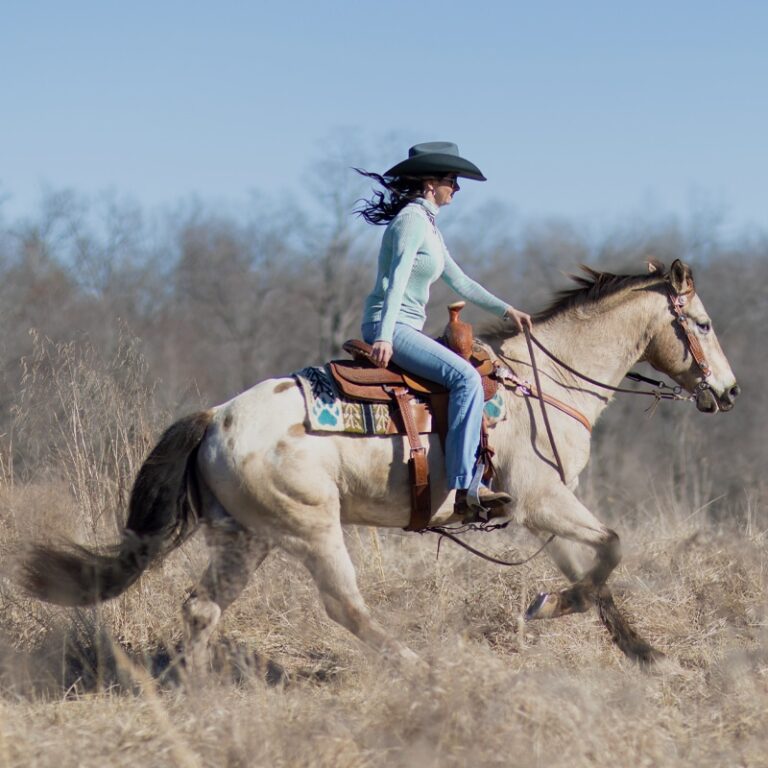 Quality Family Horses For Sale - Lucky D Ranch
