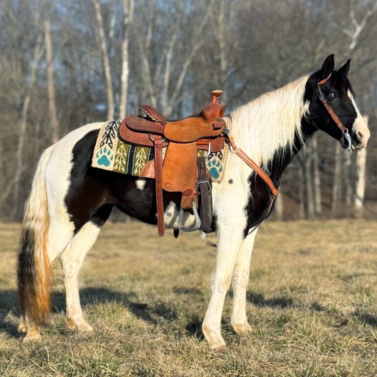 Sold Horses – Lucky D Ranch