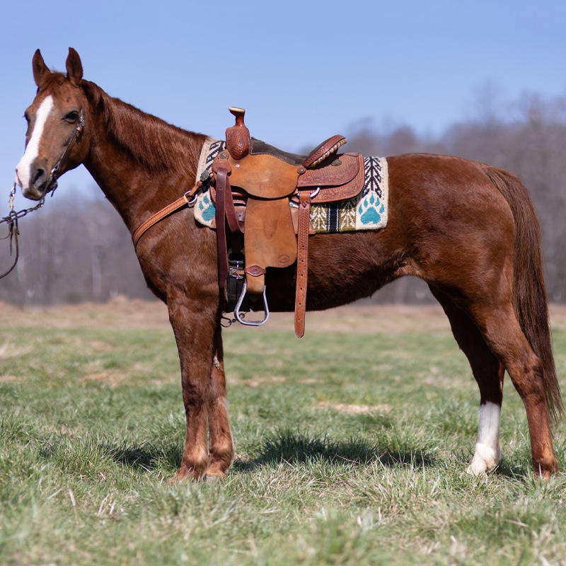 Sold Horses – Lucky D Ranch