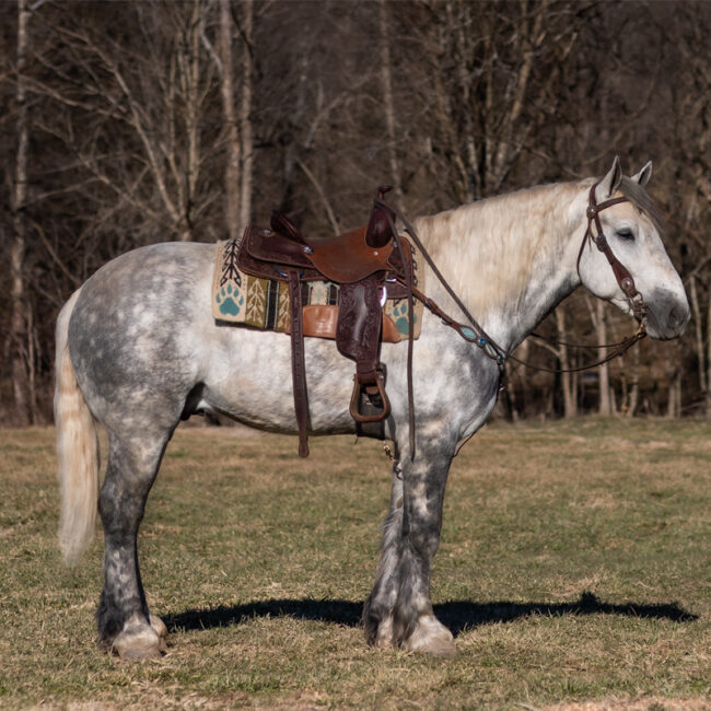 Sold Horses - Lucky D Ranch